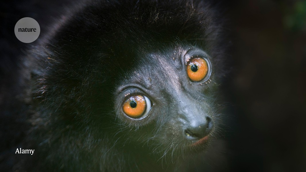 This rare primate will not survive deforestation