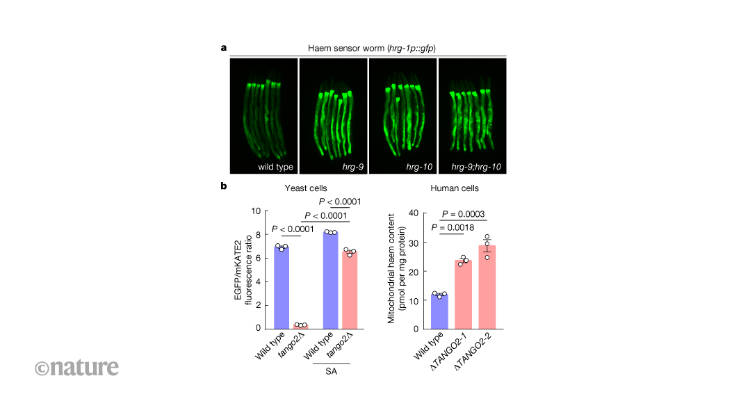 A protein that mobilizes the cofactor molecule haem for use in cells
