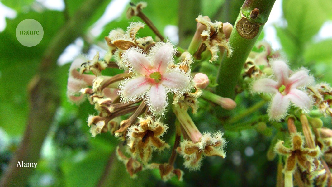 Invasive plant species carry legacy of colonialism