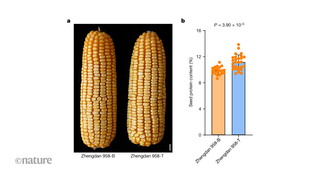 A gene variant in maize that increases protein content