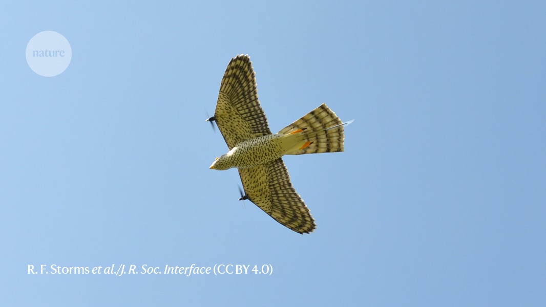 Plagued by problem birds? Call RobotFalcon!