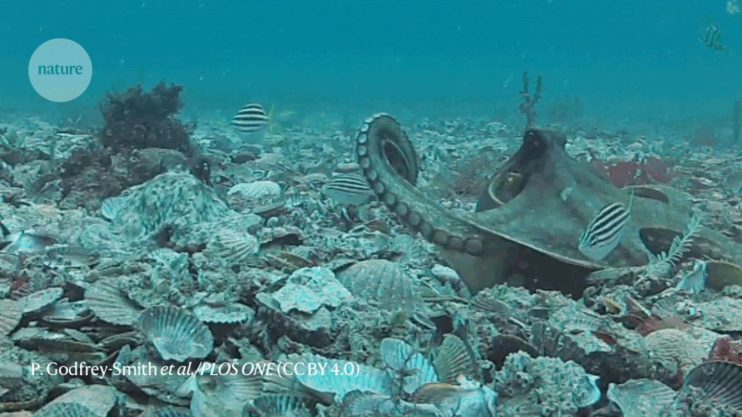 Duck! Octopuses caught on camera throwing things at each other