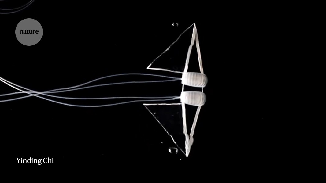 Butterfly stroke propels swimming robot to record speed