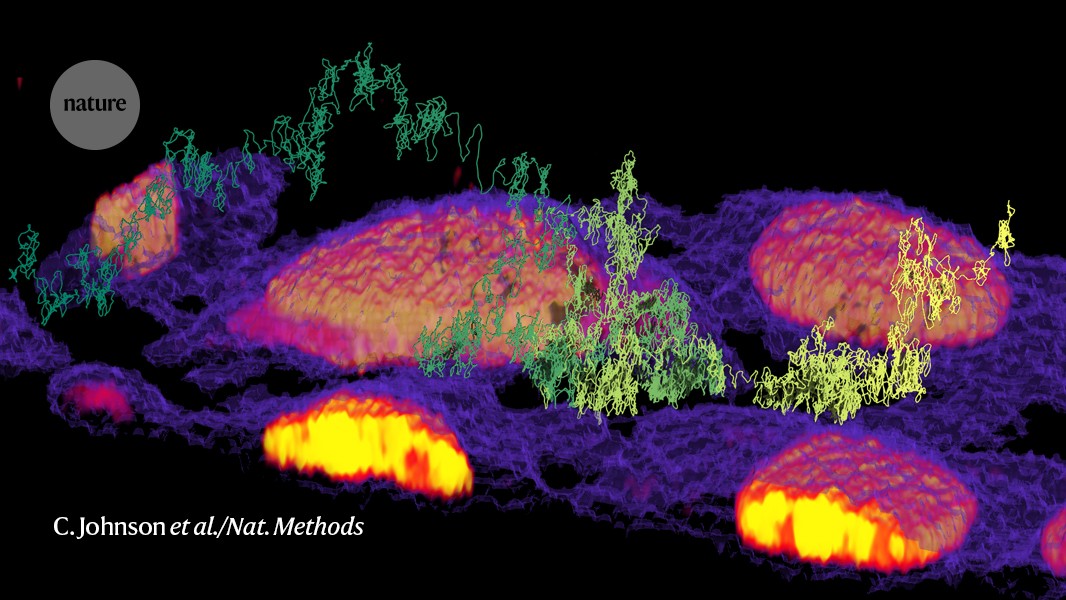 High-speed imaging captures viruses as they creep up to cells