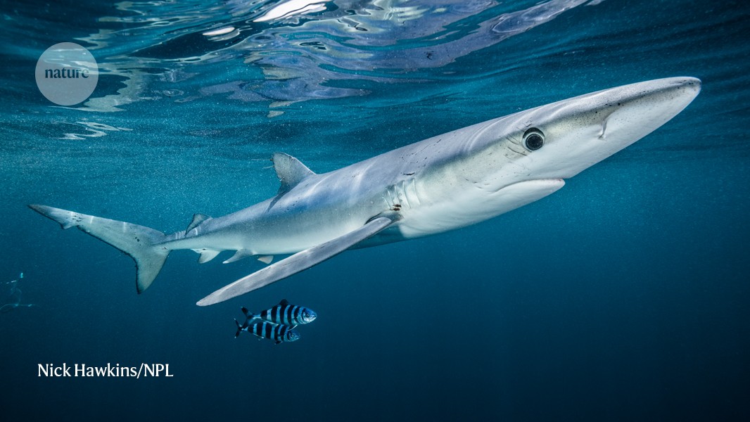 Off the hook: electrical device keeps sharks away from fishing lines