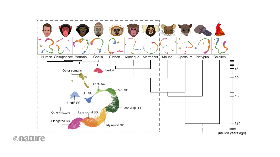 Exploring the rapid evolution of the mammalian testis