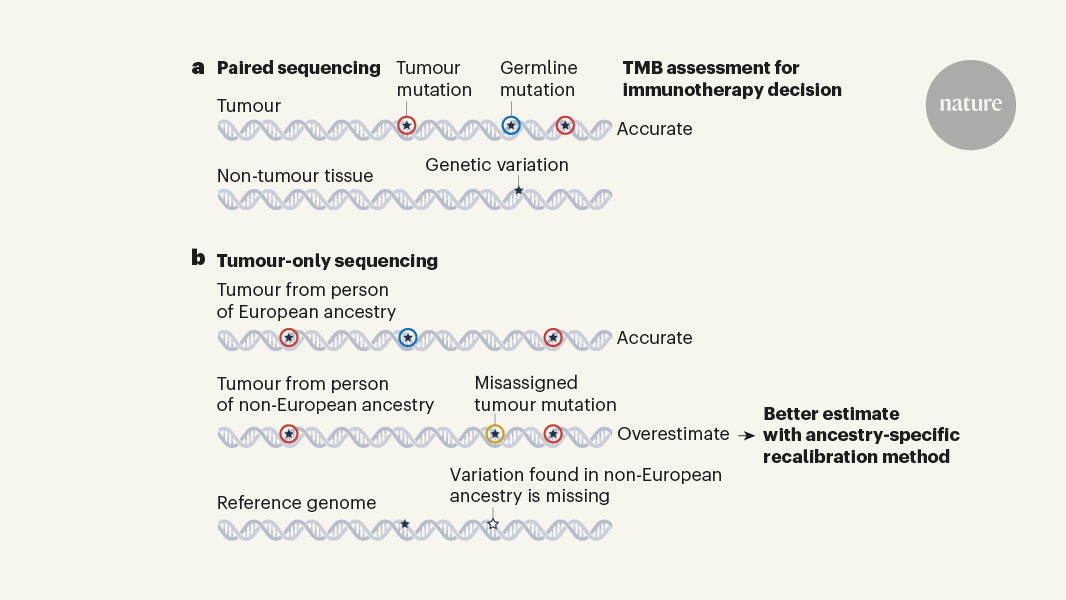 A refined use of mutations to guide immunotherapy decisions