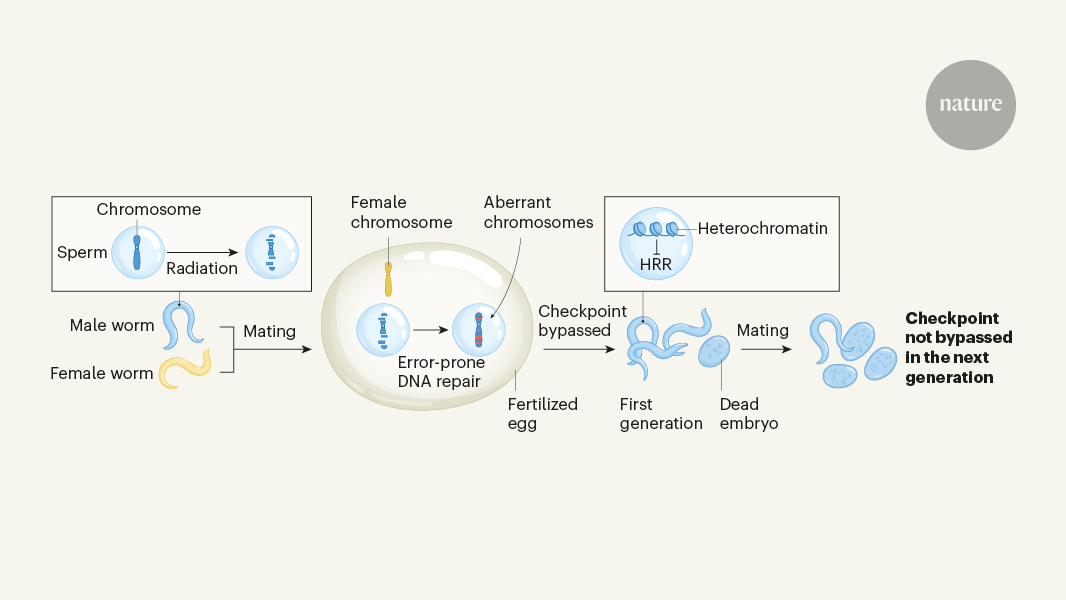 A mechanism for inheriting radiation-induced DNA damage