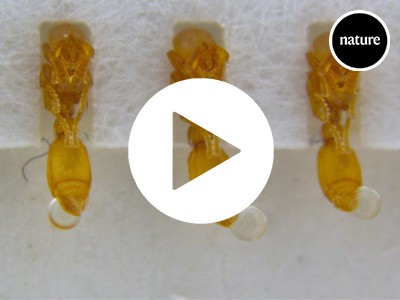 Ant milk: The mysterious fluid that helps them thrive