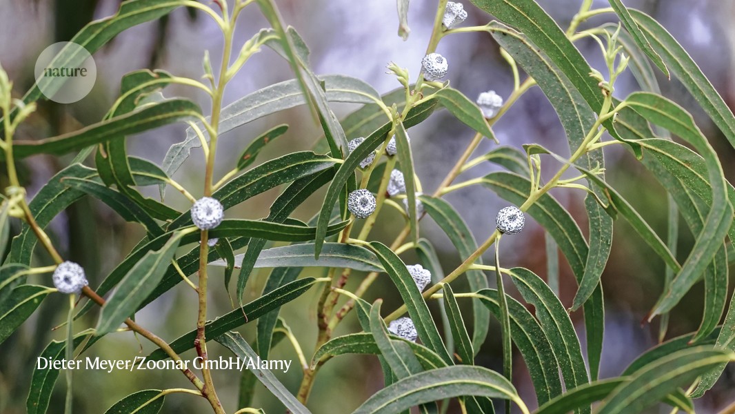 Green electronics rely on materials that grow on trees