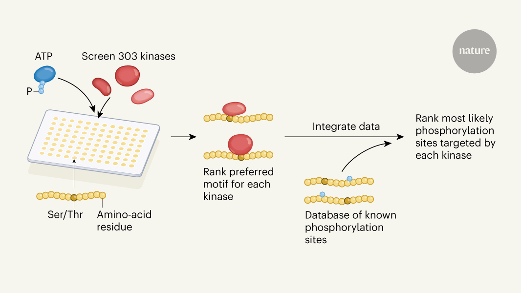 Targets mapped for almost all human kinase enzymes
