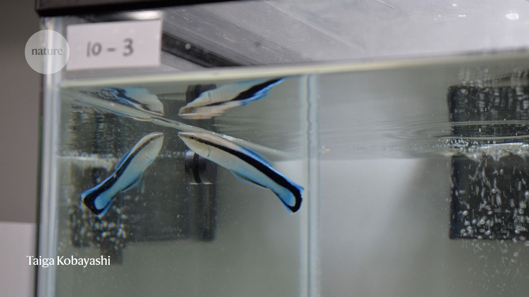 This fish knows its own face in a mirror