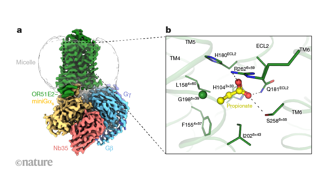 How an odour molecule activates a human odorant receptor protein