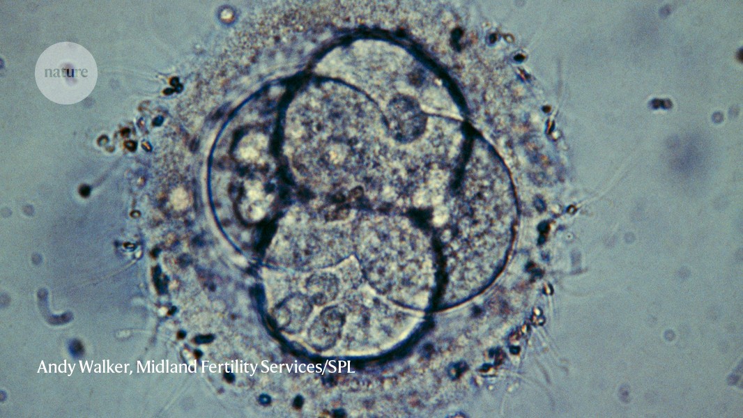 Beyond CRISPR babies: how human genome editing is moving on after scandal