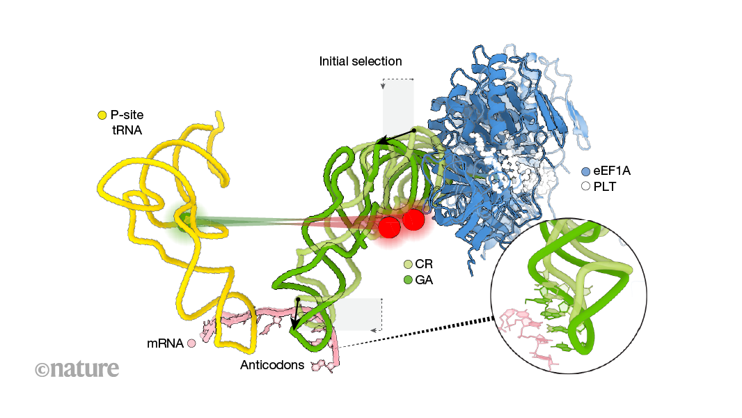 Mechanism of messenger-RNA decoding in humans illuminated
