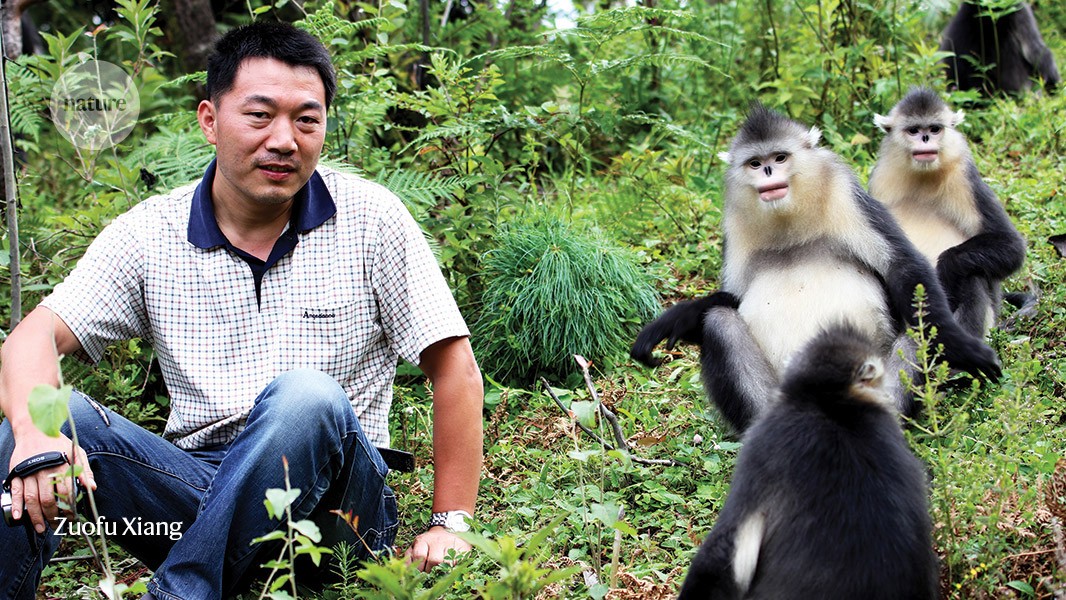 Snub-nosed monkeys have taught me important life lessons