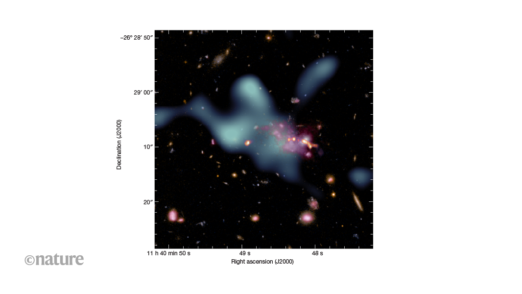 Clues to the assembly of an infant galaxy cluster