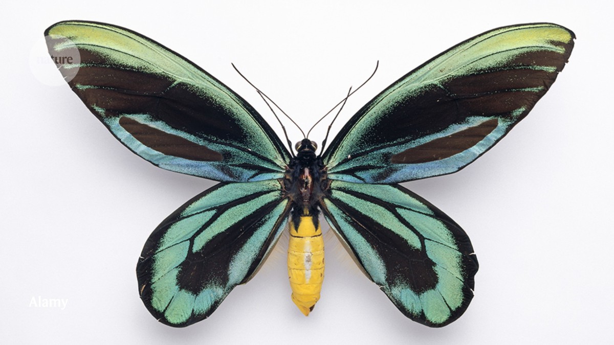 World’s biggest butterfly is low on genetic diversity