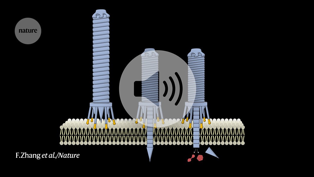 Bacterial ‘syringes’ could inject drugs directly into human cells