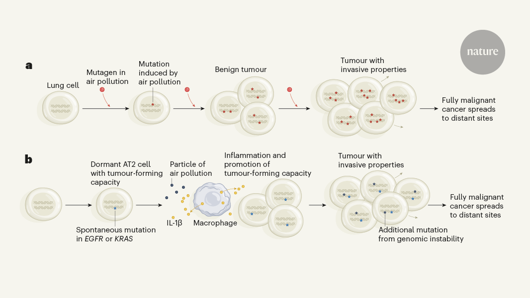 Air pollution’s role in the promotion of lung cancer