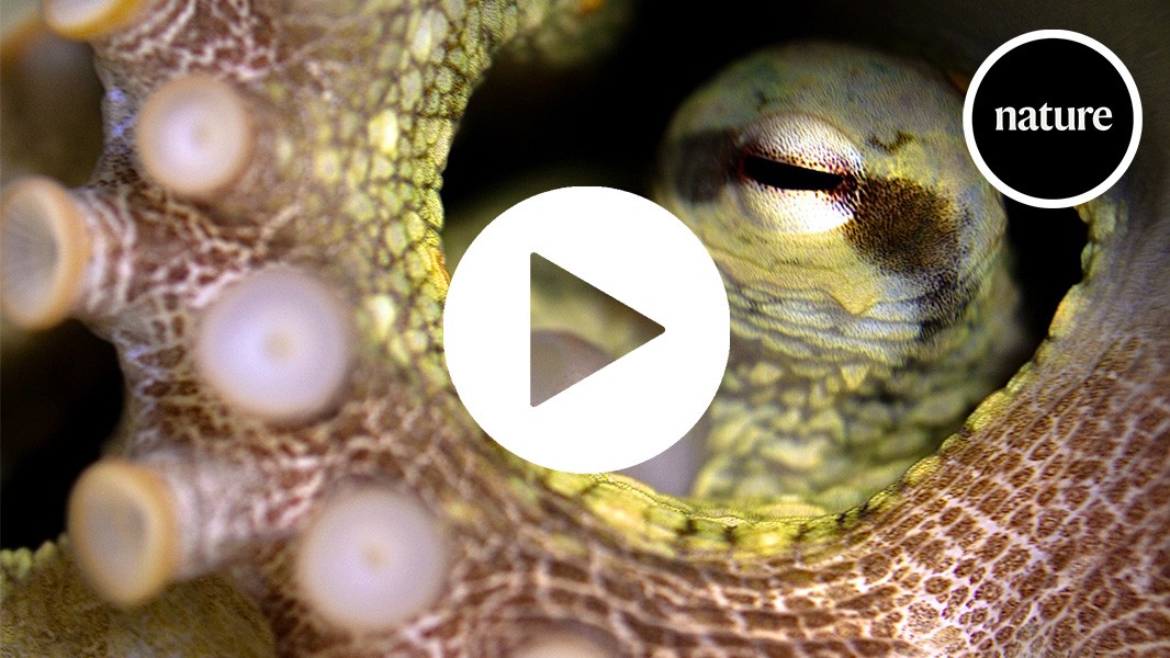 ‘Touch-taste’: how the octopus repurposed its nervous system to hunt