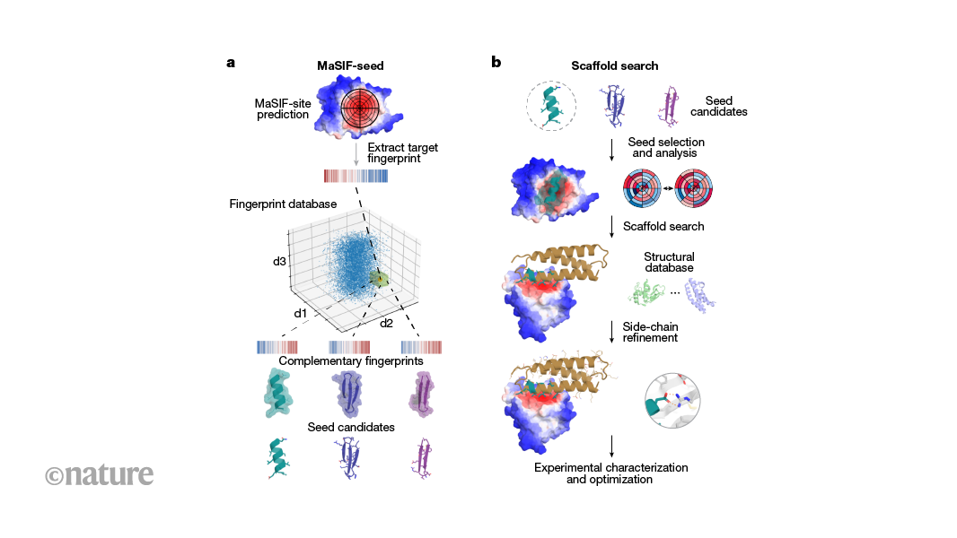 New protein–protein interactions designed by a computer