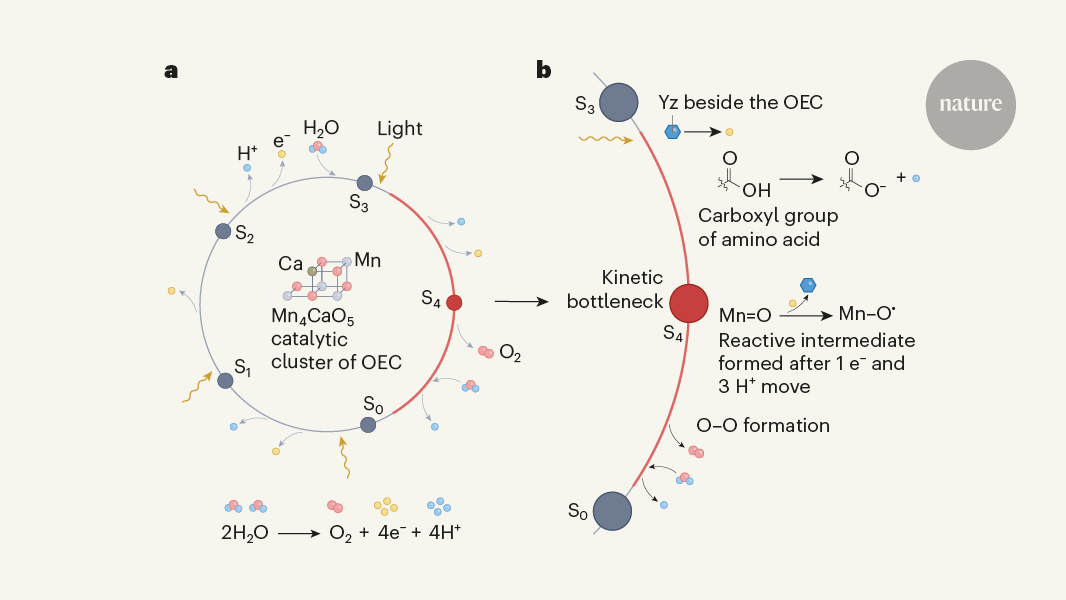 Clues to how water splits during photosynthesis