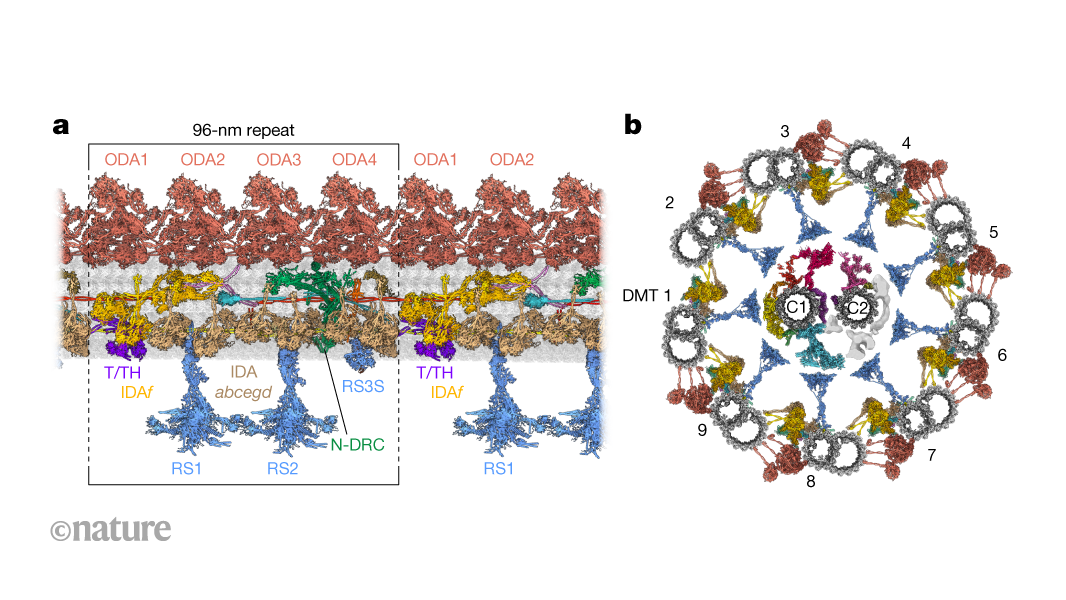 A structural model of the core of cilia
