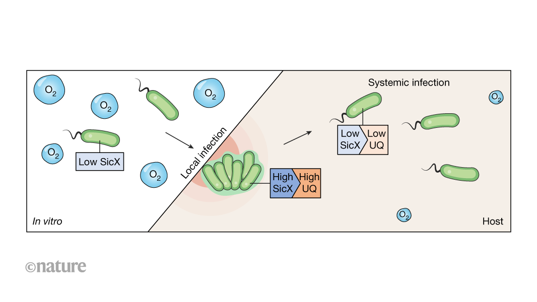 A bacterial small RNA controls the switch between chronic and acute ...