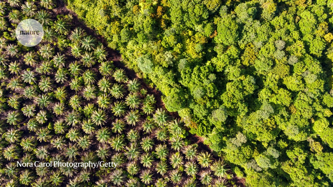 Tree islands boost biodiversity in oil-palm plantations