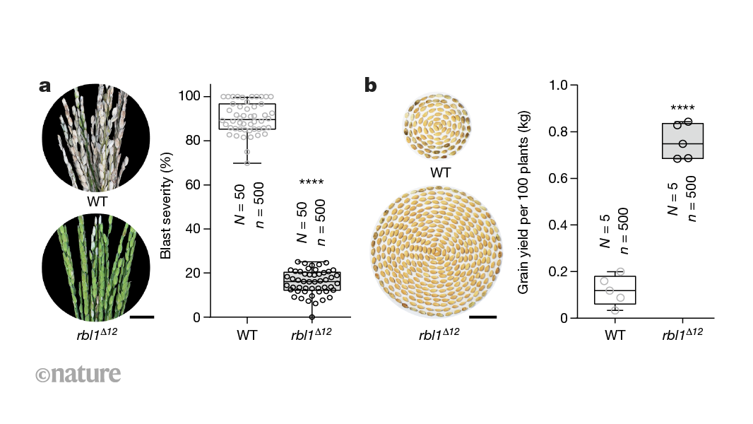 Rice gene tamed using genome editing