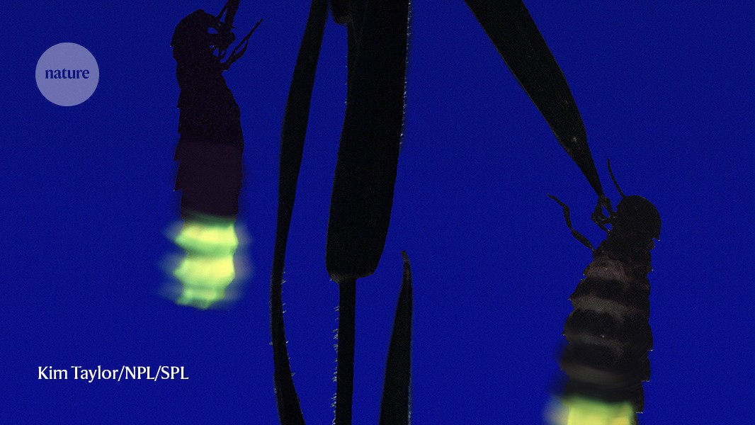 Glow-worms’ ‘come-hither’ signals are lost in the glare of human lights