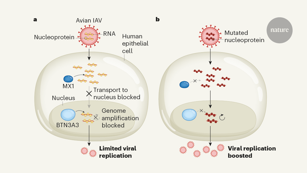 A human protein that holds bird flu viruses at bay
