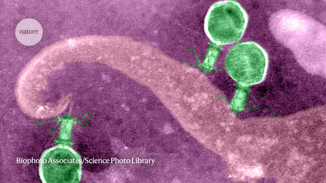 Why phage viruses could be the key to treating deadly infections — if ...