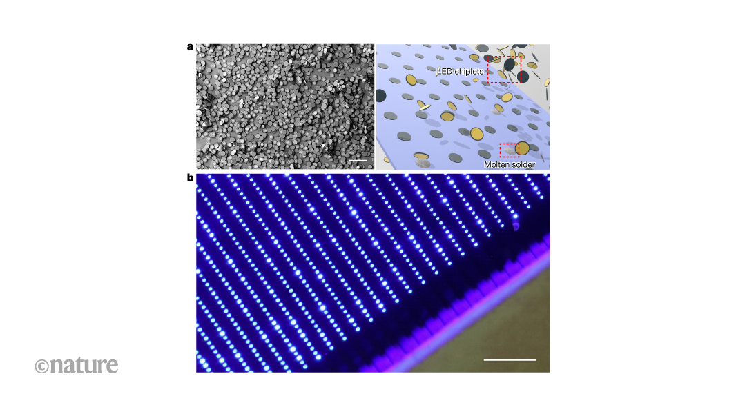 Liquid-based assembly accelerates production of microLED displays