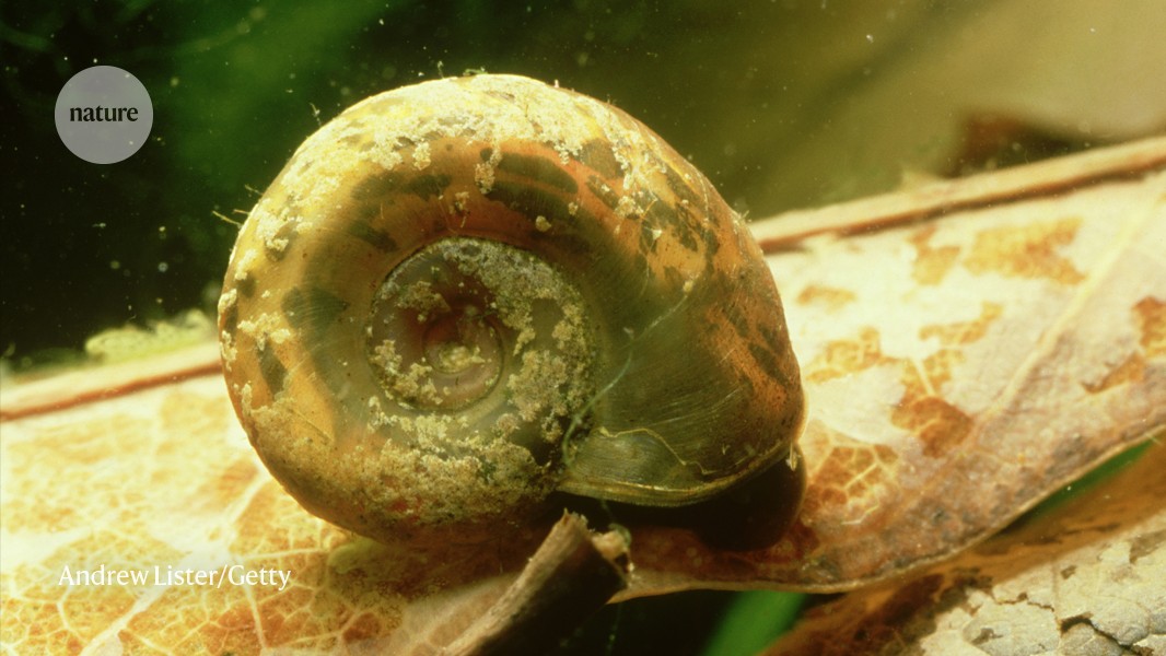 A sustainable way to control the parasitic disease schistosomiasis