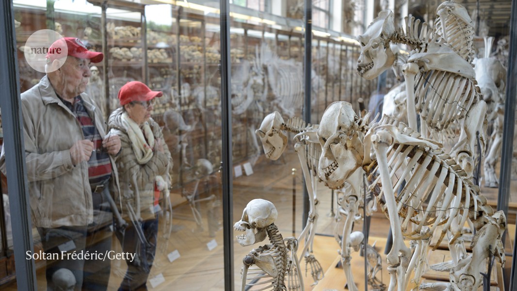 Short arms and lanky legs: the genetic basis of walking on two legs