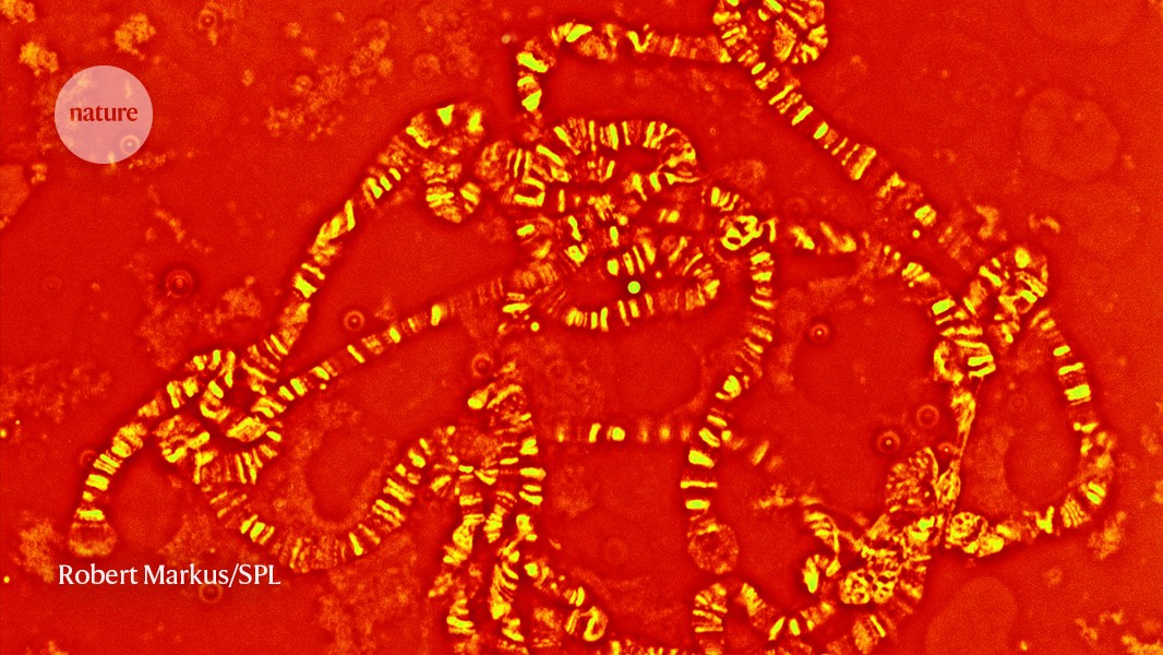 ‘Virgin birth’ genetically engineered into female animals for the first ...