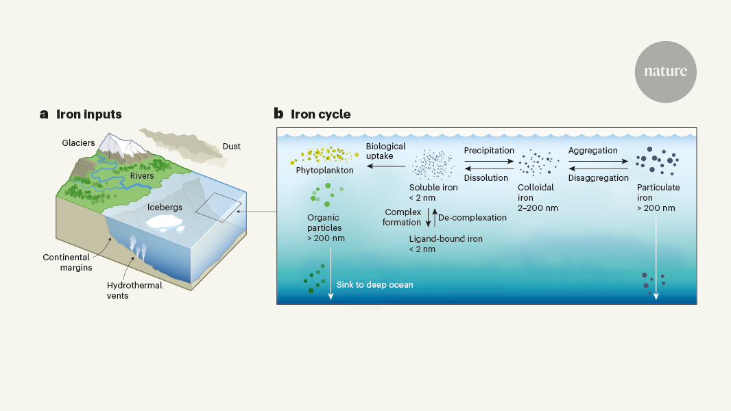 Improved theory of ocean iron cycle resolves modelling issues