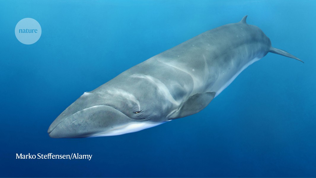 An enigmatic little whale’s habits, from its own mouth