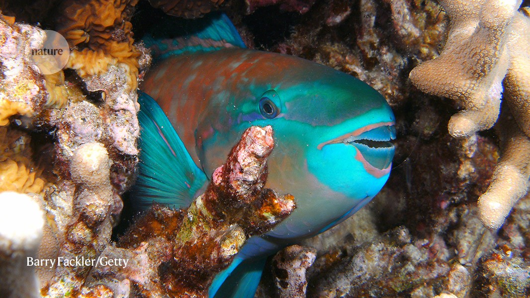 Controlling pollution and overfishing can help protect coral reefs ...