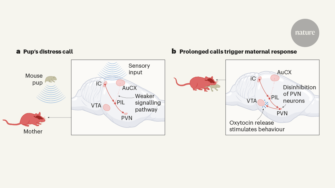 The neural circuit that makes maternal mice respond to pups’ cries