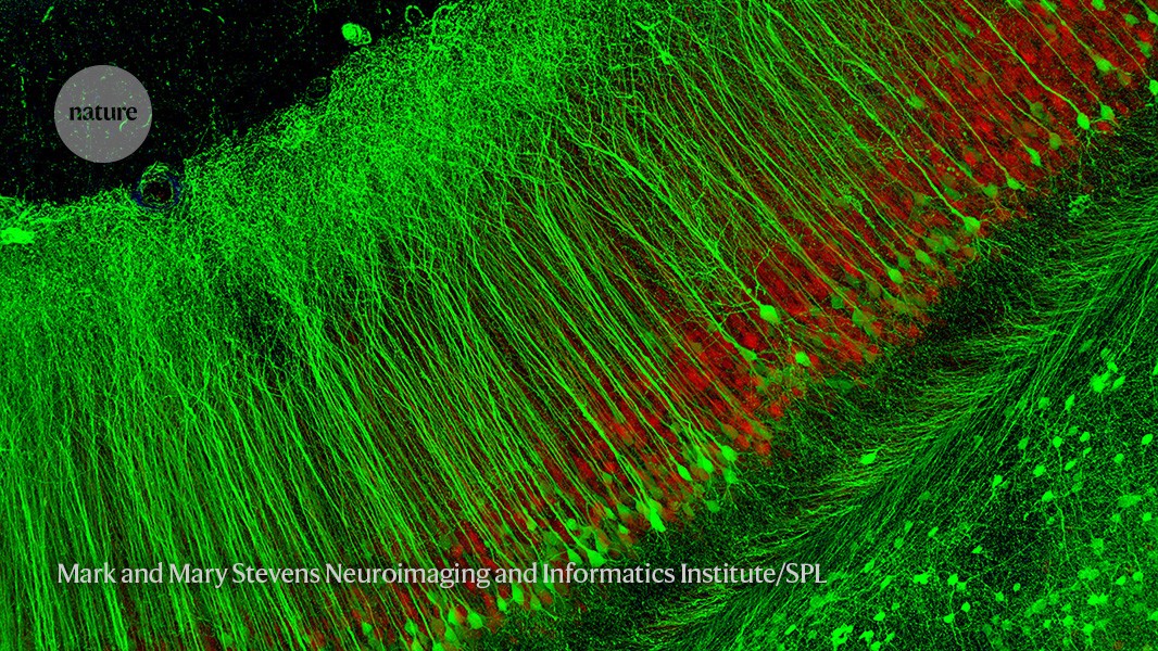Older mouse brains rejuvenated by protein found in young blood