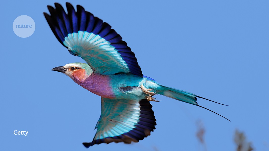 Which birds are drab and which dazzle? Predators have a say