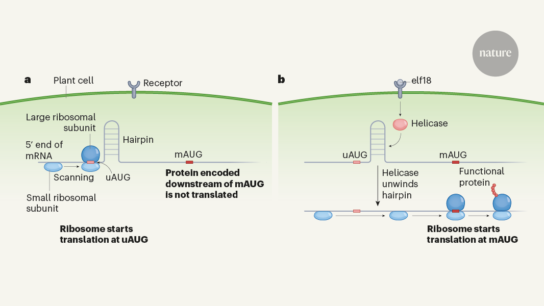 Dynamic regulation of messenger RNA structure controls translation