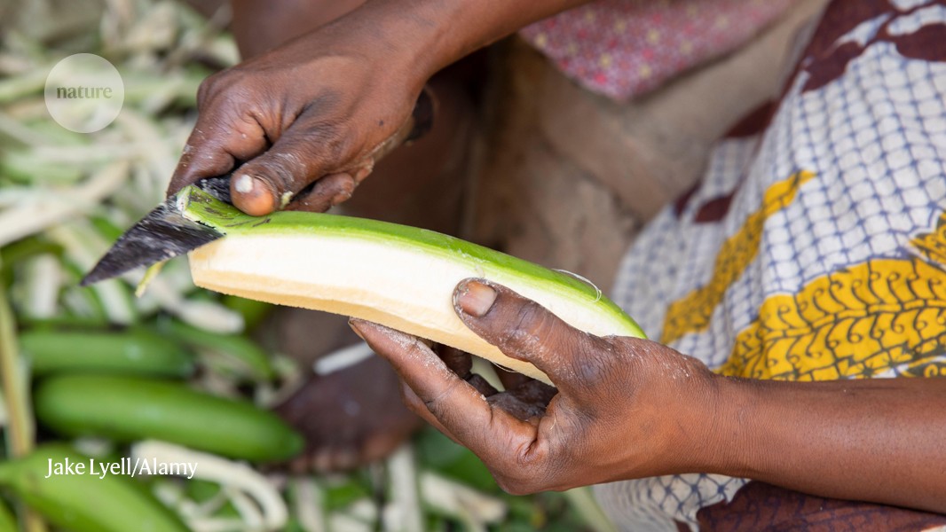 Biotechnologist’s long-life bananas unite business and social solutions