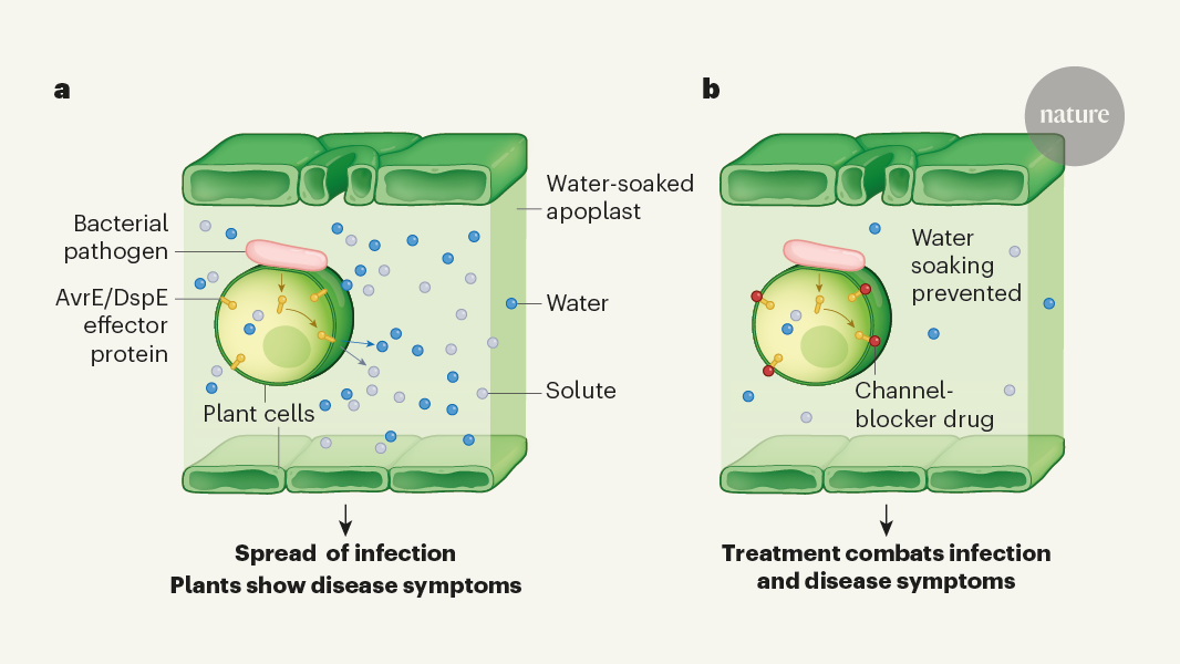 Bacteria deliver water channels to infect plants