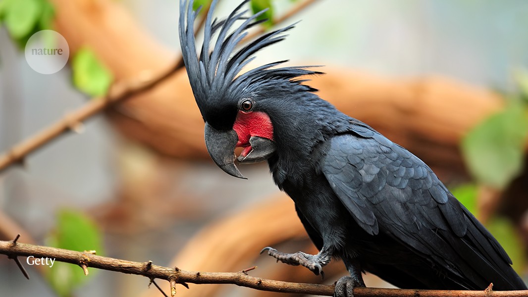This parrot taps out beats — and it custom-builds its instruments