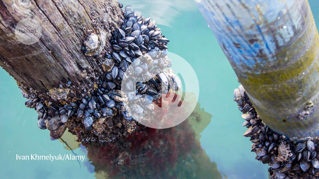 A mussel-inspired glue for more sustainable sticking