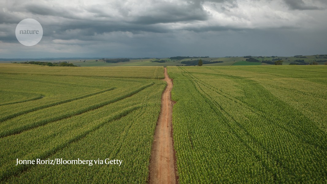Genetic modification can improve crop yields — but stop overselling it